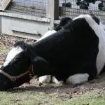 Vaca nu-i primește pe picioarele lui: ce să facă și care este motivul modului de ao ridica 5876_3