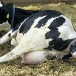 Vaca nu-i primește pe picioarele lui: ce să facă și care este motivul modului de ao ridica 5876_5