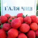 Strawberry Galya Chive: Maelezo ya aina na sifa, kutua na kukua 5878_1