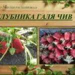 strawberry galya chive: ការពិពណ៌នាអំពីភាពខុសគ្នានៃភាពខុសគ្នានិងលក្ខណៈ, ការចុះចតនិងការលូតលាស់ 5878_2
