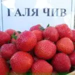 Strawberry Galya Chive: Danasîna cûrbecûr û taybetmendiyên, erd û mezinbûnê 5878_3