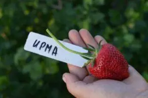 Deskripsi dan karakteristik varietas irma strawberry, budidaya dan reproduksi
