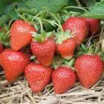 Strawberry Galya Chive: Danasîna cûrbecûr û taybetmendiyên, erd û mezinbûnê 5878_6