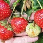 Strawberry Galya Chive: Deskripsi pelbagai dan ciri-ciri, pendaratan dan tumbuh 5878_7