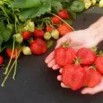 strawberry galya chive: ការពិពណ៌នាអំពីភាពខុសគ្នានៃភាពខុសគ្នានិងលក្ខណៈ, ការចុះចតនិងការលូតលាស់ 5878_8