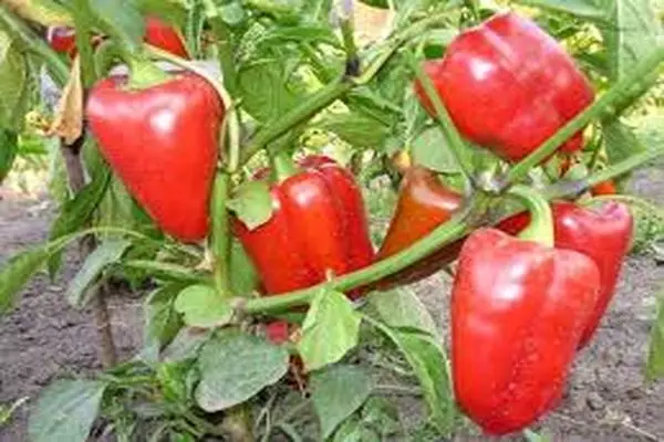 Pepper pestovanie