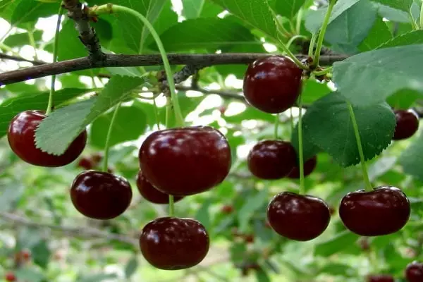 Cherry mänguasi