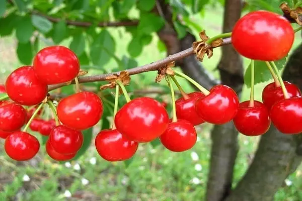 Frutta del giocattolo