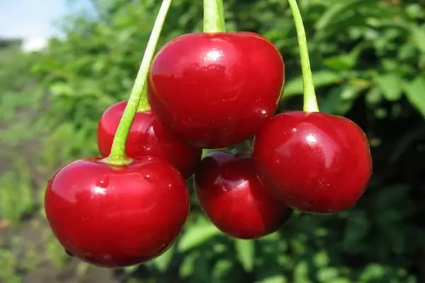 Vitaminas maduras