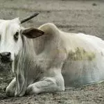 Zeba Animal: Description and Characteristics of the breed, habitat and maintenance 5885_7