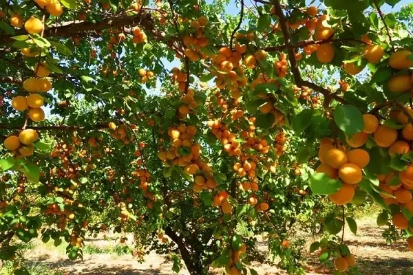 variëteiten van abrikoos