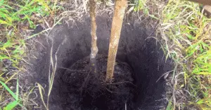 Kako raste in skrbeti za marelico v Sibiriji in opis sort, odpornih proti zmrzali
