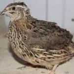 Chim cút Estonia: Mô tả về giống và đặc điểm, chăn nuôi và chăm sóc 588_11