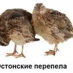 Estonian quail: คำอธิบายของสายพันธุ์และลักษณะการผสมพันธุ์และการดูแล 588_12