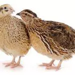 Chim cút Estonia: Mô tả về giống và đặc điểm, chăn nuôi và chăm sóc 588_13