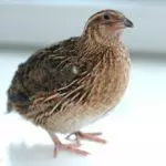 Estonian quail: Description of the breed and characteristics, breeding and care 588_3
