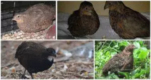 Description and characteristics of English black quails, breed breeding