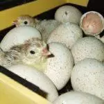 Chim cút Estonia: Mô tả về giống và đặc điểm, chăn nuôi và chăm sóc 588_8
