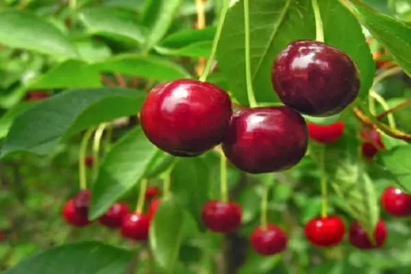 Berries Aħmar