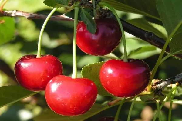 Zvisingawanzoitika berries