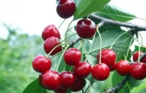 Description of the varieties of Cherry Volcology, tree characteristics, landing and care rules