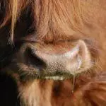 Catarrharharhal malin: causes et symptômes, méthodes de traitement du bétail 5892_2