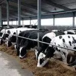악성 카타르 산 : 원인 및 증상, 가축 치료 방법 5892_4