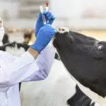 Malignant Catarrhal: Oorzaken en symptomen, methoden voor het behandelen van vee 5892_7