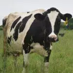 Malignant catarrhal: causes and symptoms, methods of treating cattle 5892_8