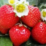 Strawberry Figaro: Tsananguro yeiyo dzakasiyana-siyana uye hunhu, kutakura uye kukura 5893_1