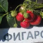 Strawberry Figaro: Incazelo yezinhlobonhlobo nezimpawu, ukufika nokukhula 5893_2