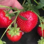 Strawberry Figaro: คำอธิบายของความหลากหลายและลักษณะการลงจอดและการเติบโต 5893_3