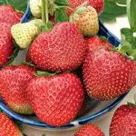 Strawberry Figaro: Incazelo yezinhlobonhlobo nezimpawu, ukufika nokukhula 5893_6