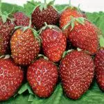 Strawberry Figaro: คำอธิบายของความหลากหลายและลักษณะการลงจอดและการเติบโต 5893_7