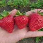 Strawberry figaro: Danasîna cûrbecûr û taybetmendiyên, erd û mezin kirin 5893_8
