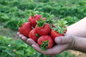 Beskrivelse og egenskaper av jordbær evi-2 varianter, landing og voksende