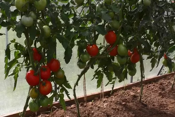 Tomaten in Teplice