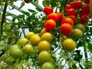 فرود، رشد و مراقبت از گوجه فرنگی در گلخانه ای از پلی کربنات