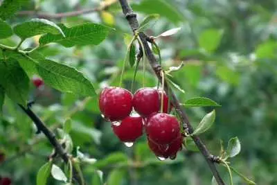 Cherry Lutovka.