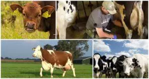 गाय क्लेम्प्स दूध का आहे आणि सर्व काही कारणे आणि काय करावे हे देत नाही