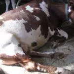 Despois do becerro, a vaca non se levanta: razóns e que facer, consecuencias e coidados 5898_7