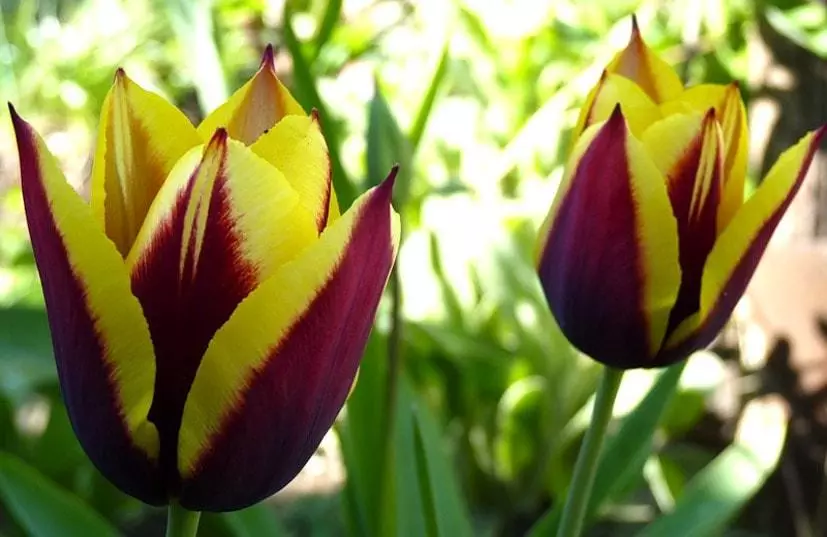 How beautiful to put tulips on the plot: scheme, selection of varieties and design ideas