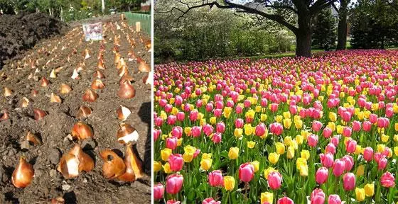 Hvor vakkert å sette tulipaner design