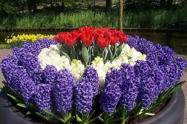 Tulips डिझाइन ठेवणे किती सुंदर आहे