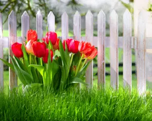 Hvordan og når du trenger å transplantere tulipaner i høst fra ett sted til et annet