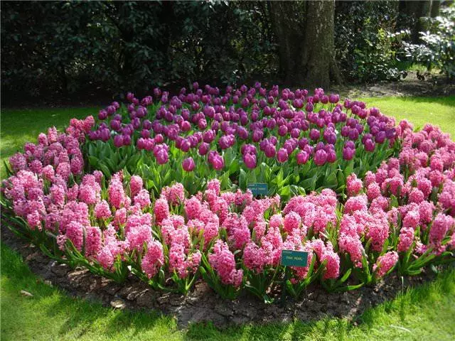 ¿Qué tan hermoso para poner diseño de tulipanes?