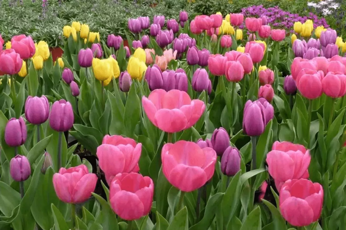 Hvor vakkert å sette tulipaner design
