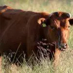 Bestuzhevskaya کی گایوں کی نسل: تفصیل اور خصوصیات، مواد کے قوانین 5906_11