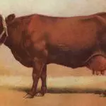 Bestuzhevskaya plemeno krav: popis a charakteristika, pravidla obsahu 5906_2
