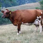 Bestuzhevskaya karvių veislė: aprašymas ir charakteristikos, turinio taisyklės 5906_3